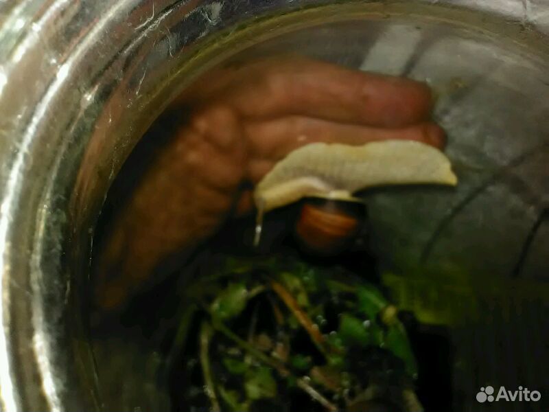 Улитка виноградная