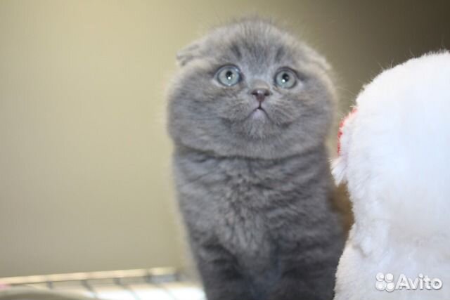 Улыбающиеся котята