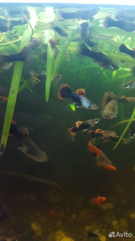 Рыбки Гуппи "Испанская гвоздика ",меченосцы