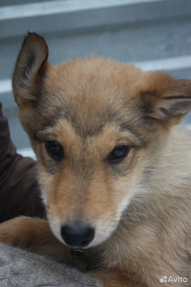 Щенок ищет дом