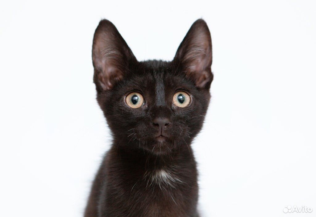 Котята Бони и Гарри