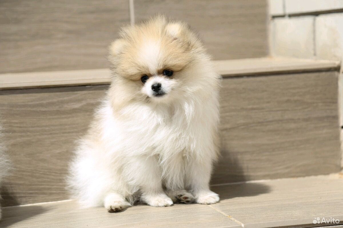 Патиколорный шпиц