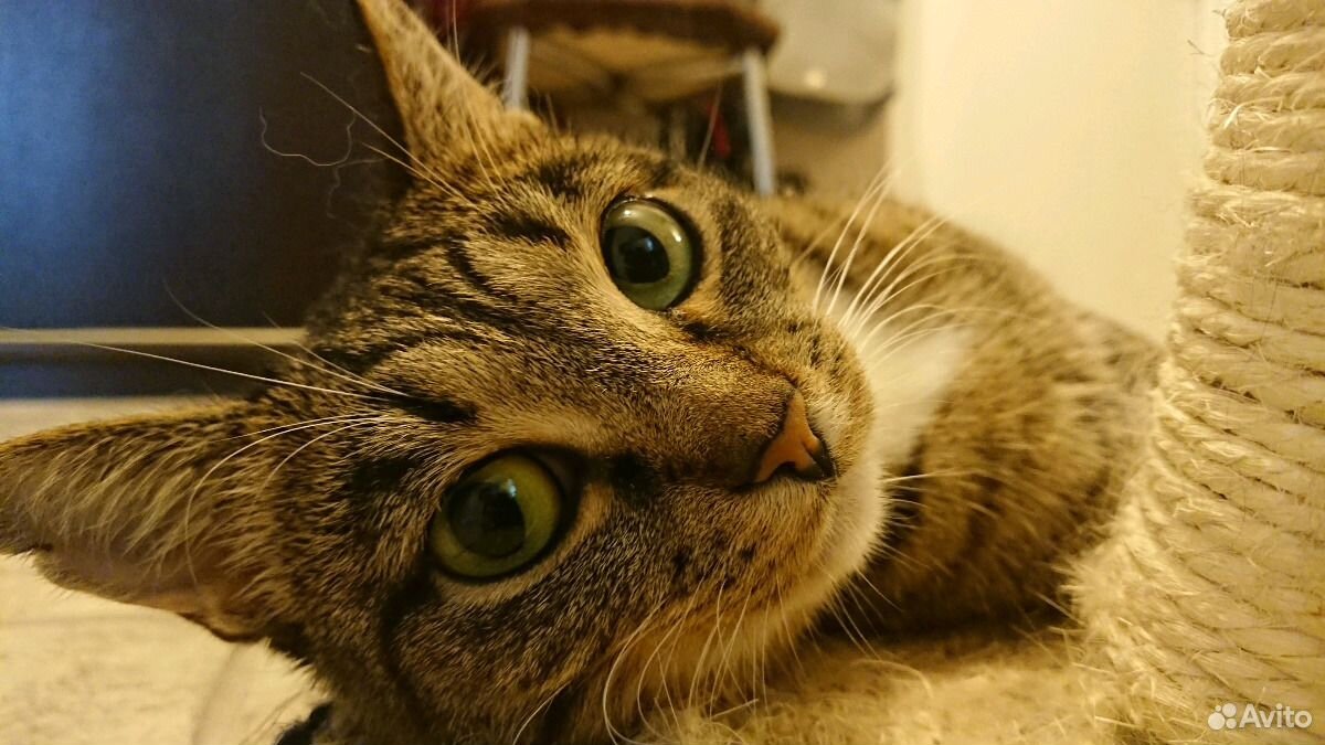 Отдам кошку без хвоста в добрые руки