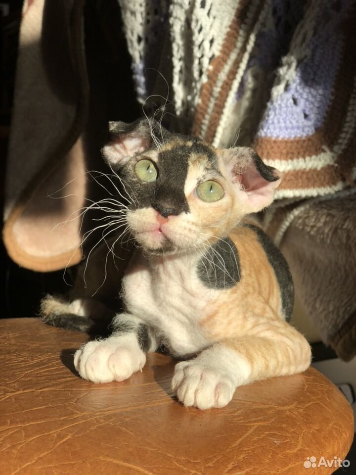 Котенок Украинской левкой