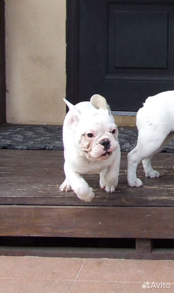 Белый красавчик