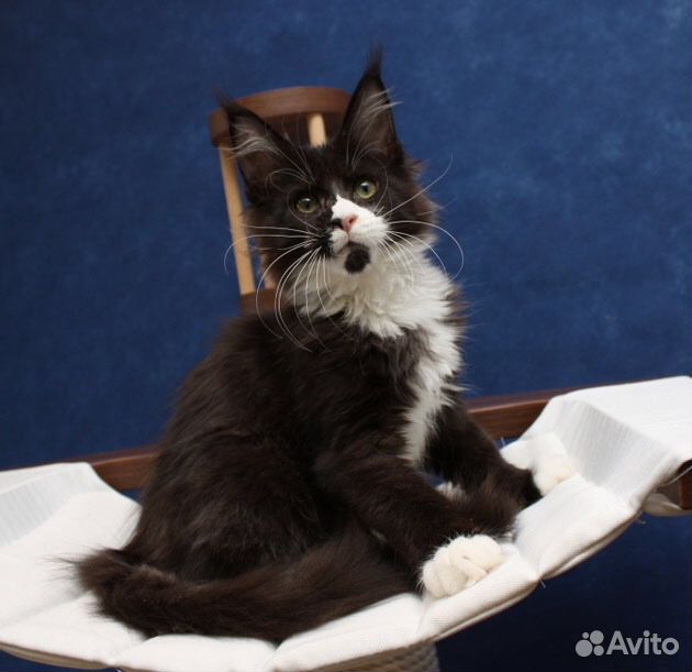 Мейн-кун кошечка Задора