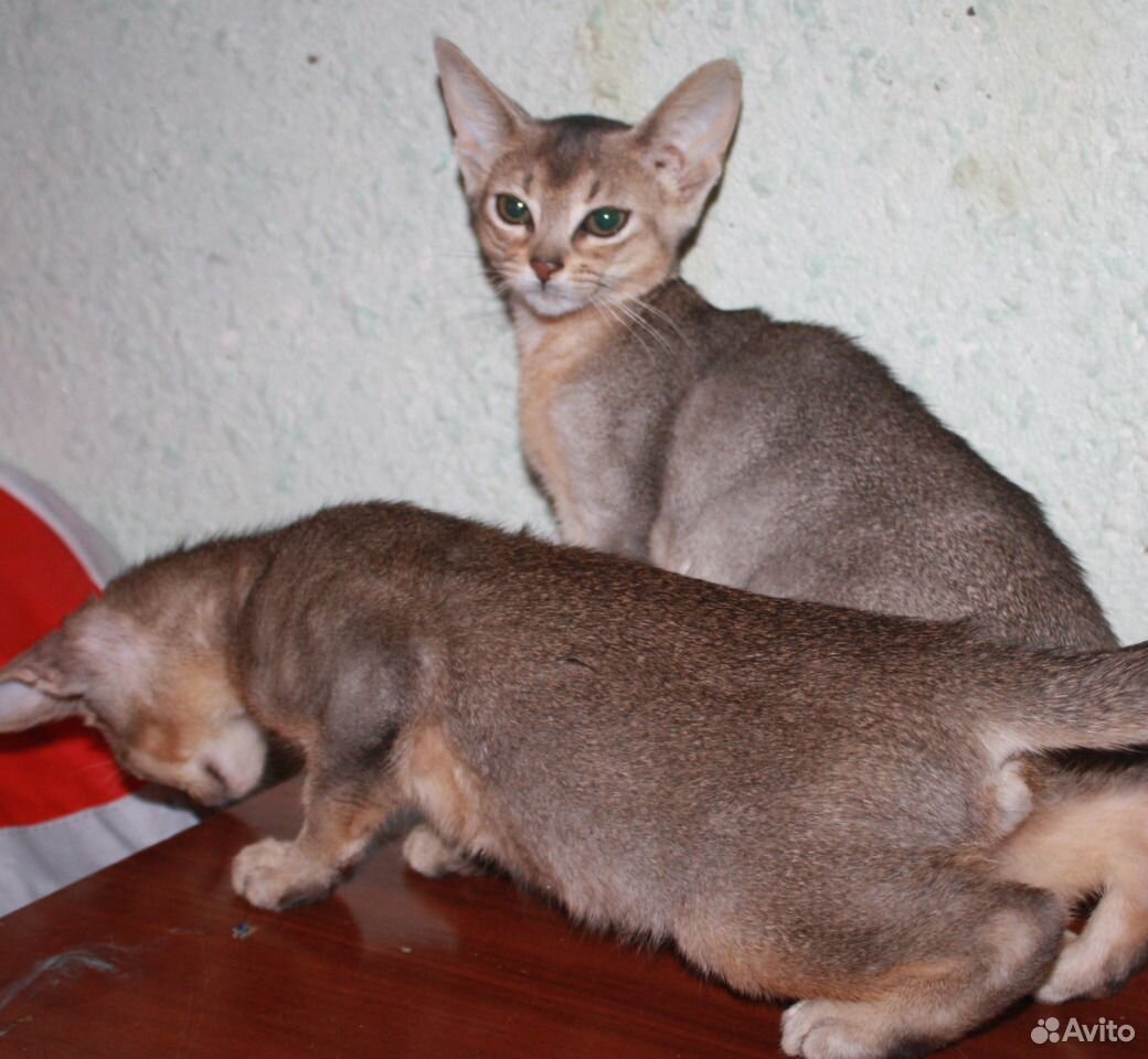 Маленький дружок