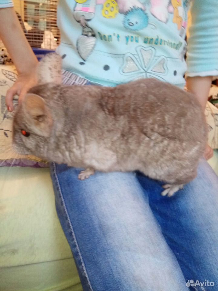 Шиншиллы, мальчик гетеробеж, девочка стандарт