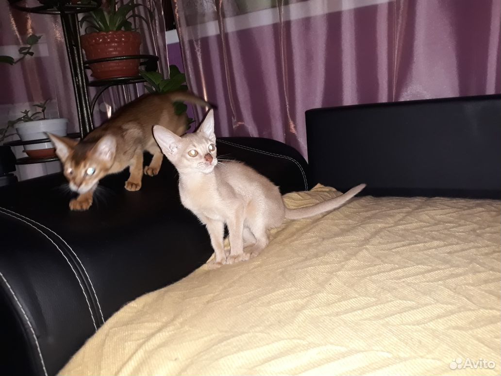 Абиссинка редкого голубого окраса