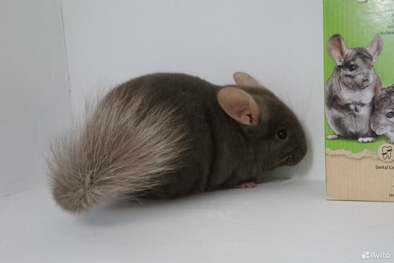 Шиншилла Данислав