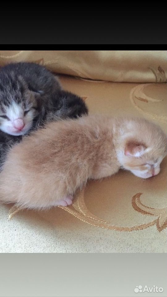 Котята на счастье