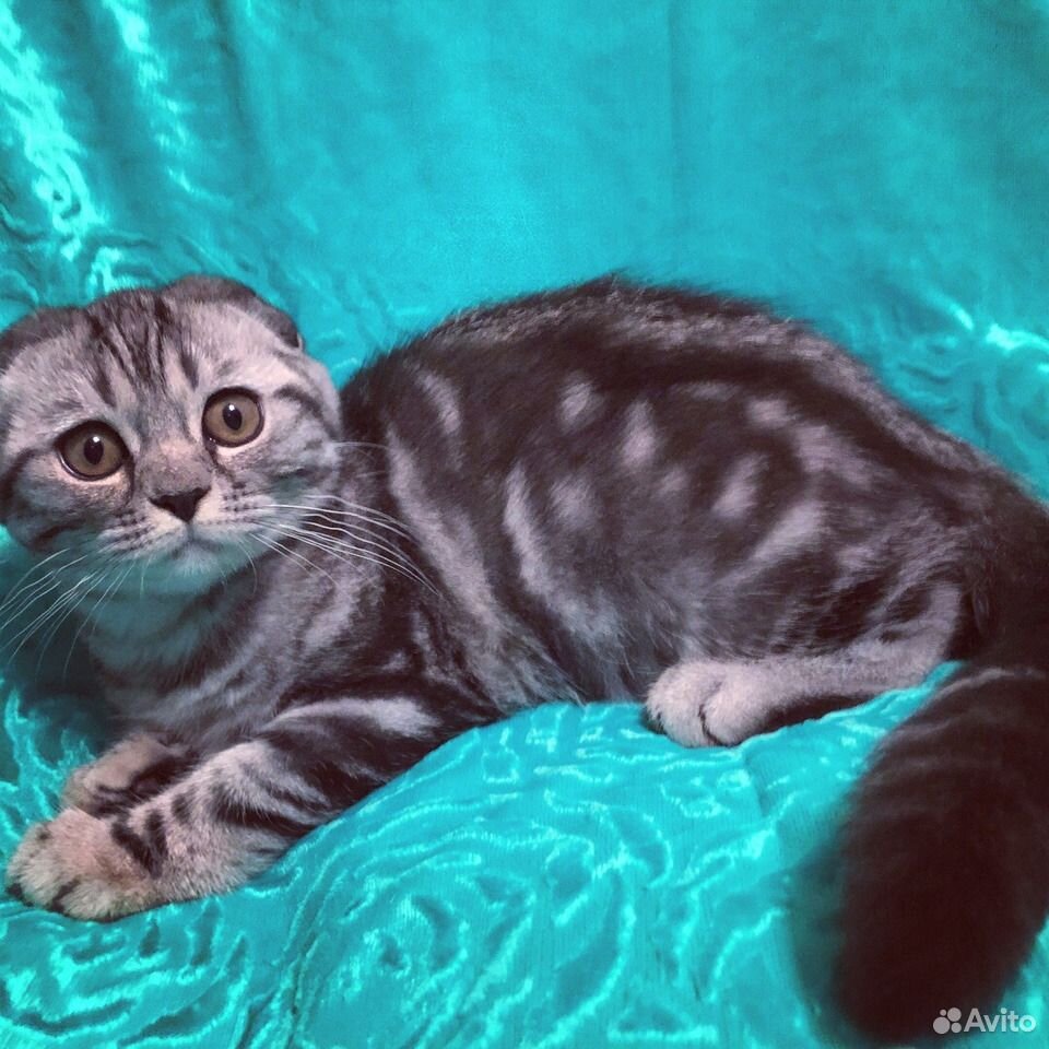 Мальчишка шоу-класса