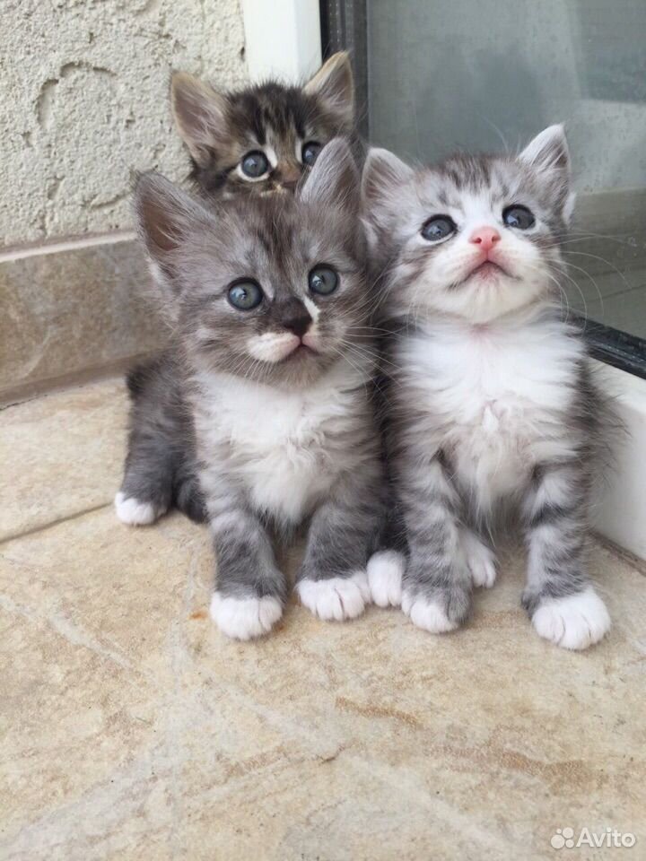 Котята