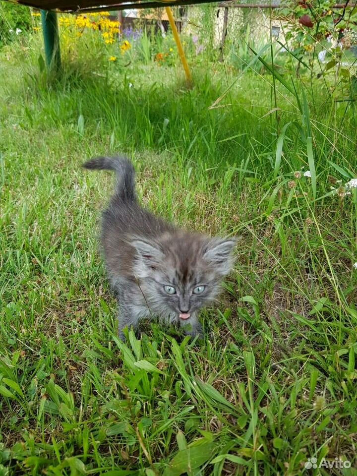 Подарок судьбы Котёнок - кошечка