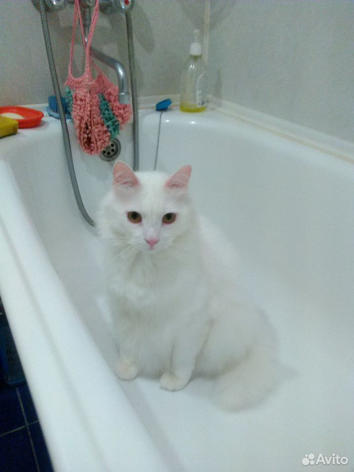 Отдам даром ангорску белую 4года,кот,кострат