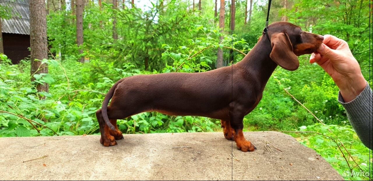 Такса гладкошерстная кроличья