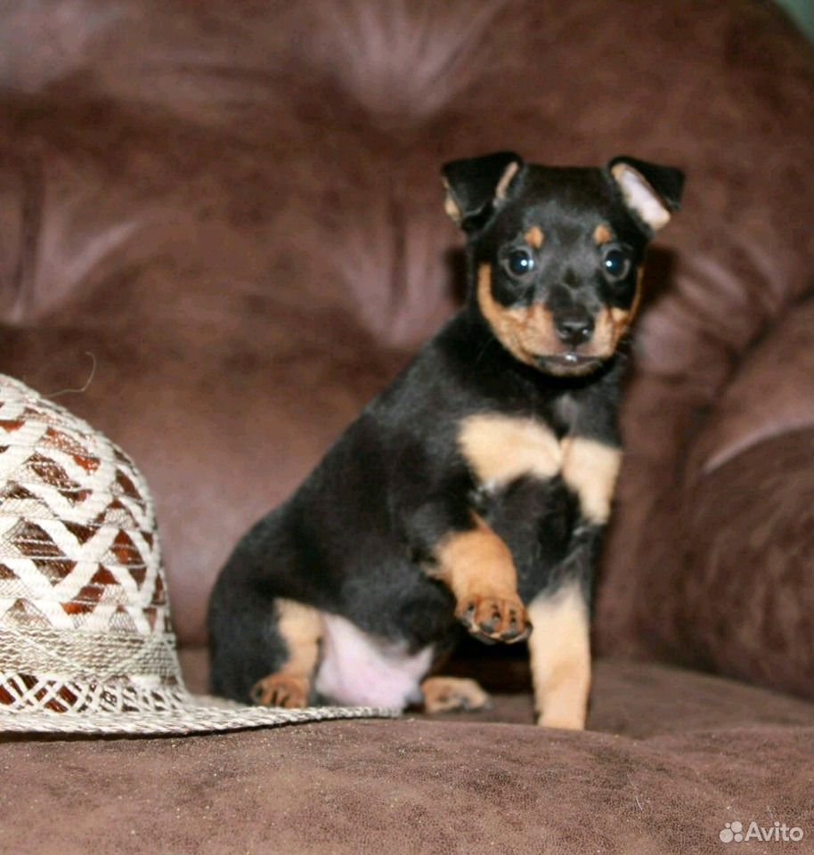 Мини доберман
