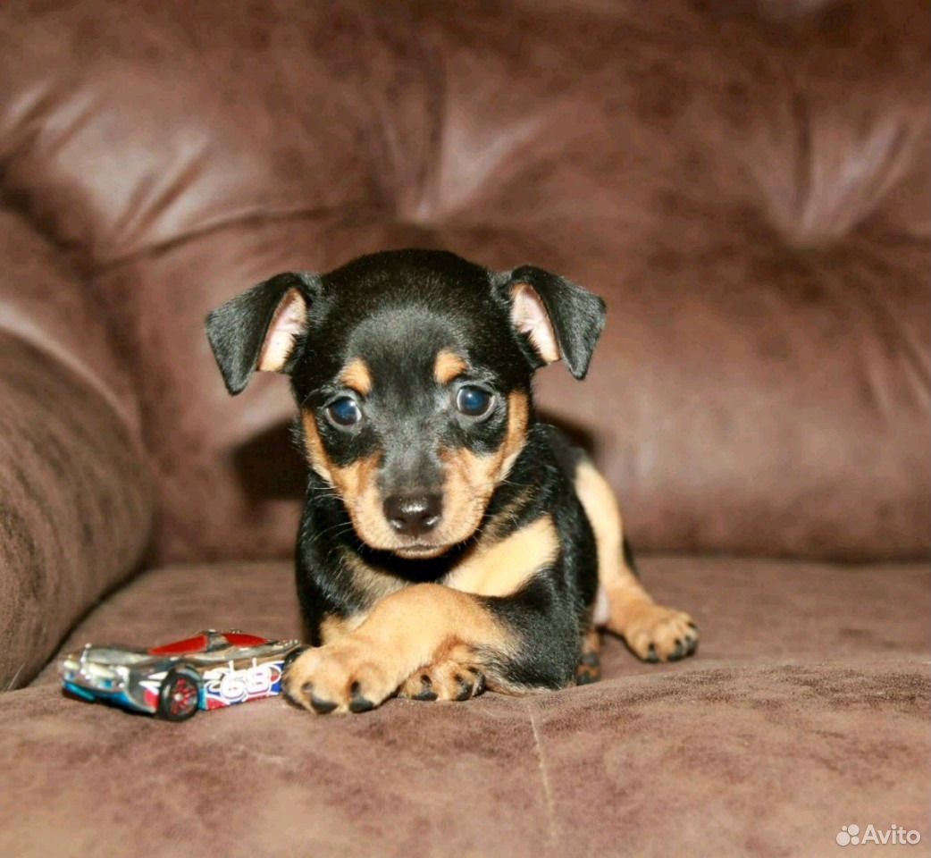 Минидобермашка