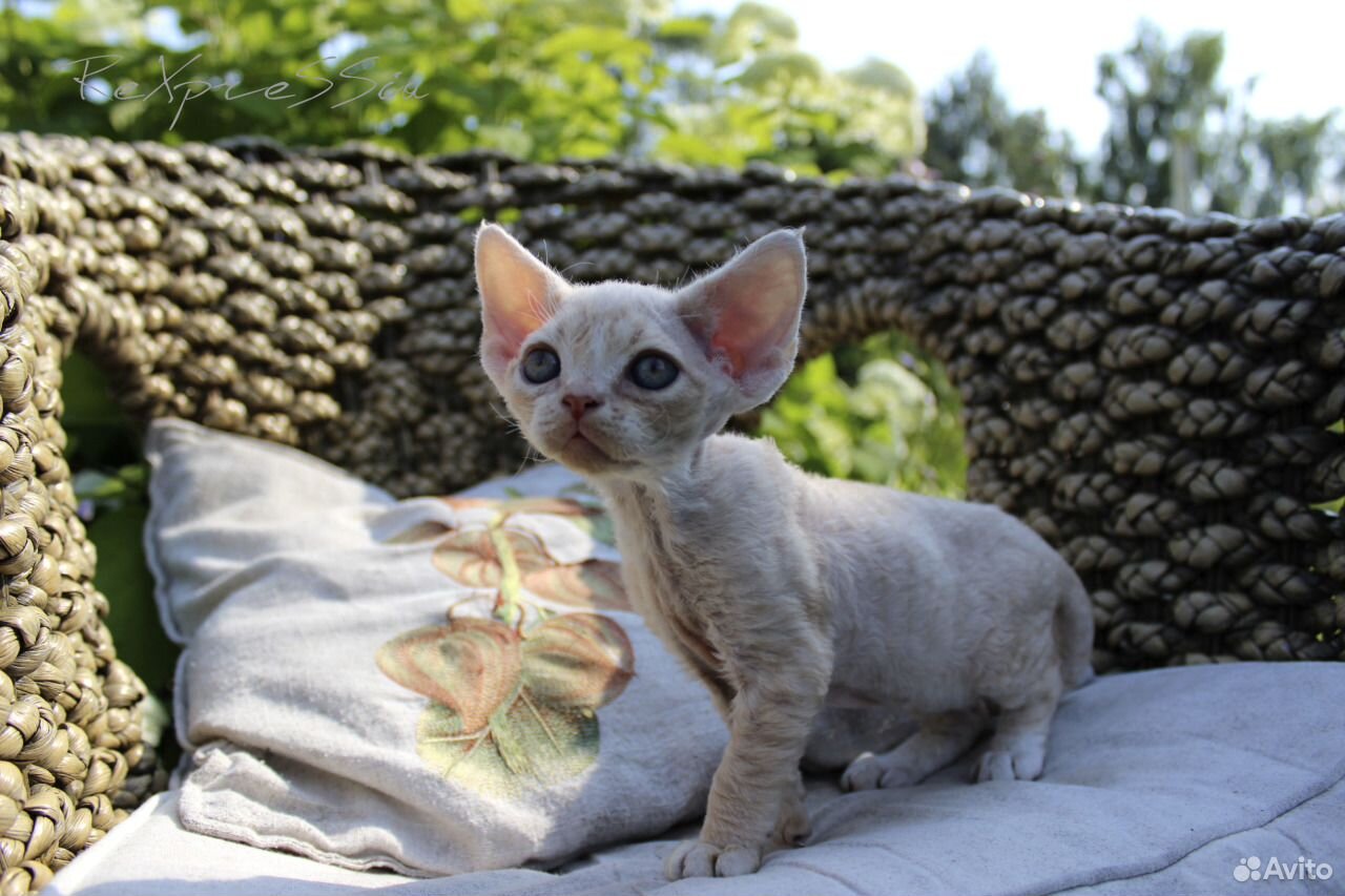 Котенок Девон рекс