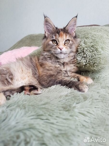 Девочка мейн-кун Черри Мэджик Индиго