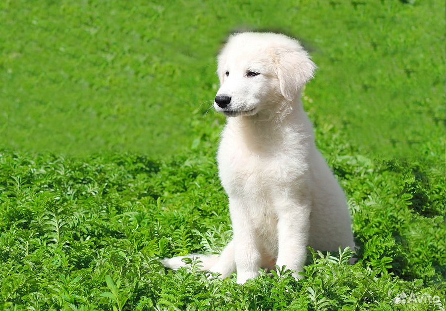 Щенок мареммы девочка