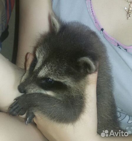 Енот полоскун