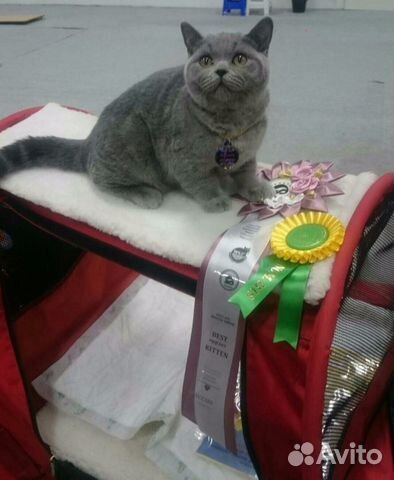 Элитный британский котенок