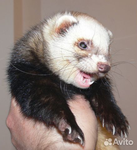 Хорёчек - стандарт, соболёк: вязка