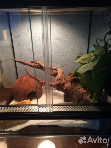 Реснитчатые бананоеды