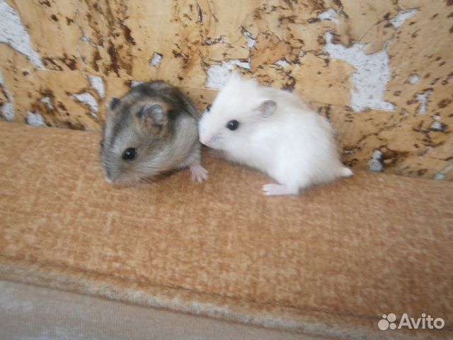 Джунгарские хомяки, клетки