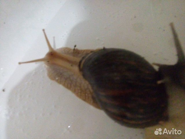 Ахатина иммакулята