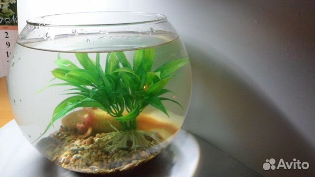 Круглый аквариум с аксолотлем