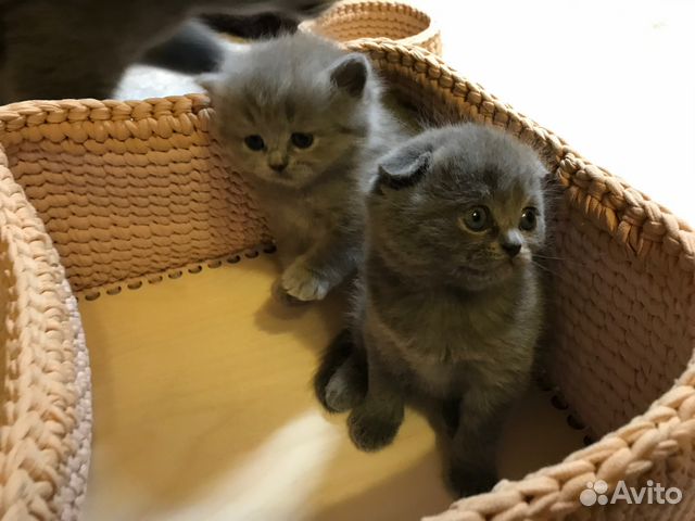 Британские котята 2 месяца