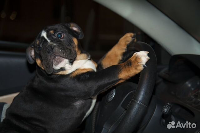 Эксклюзивные щенки английского бульдога