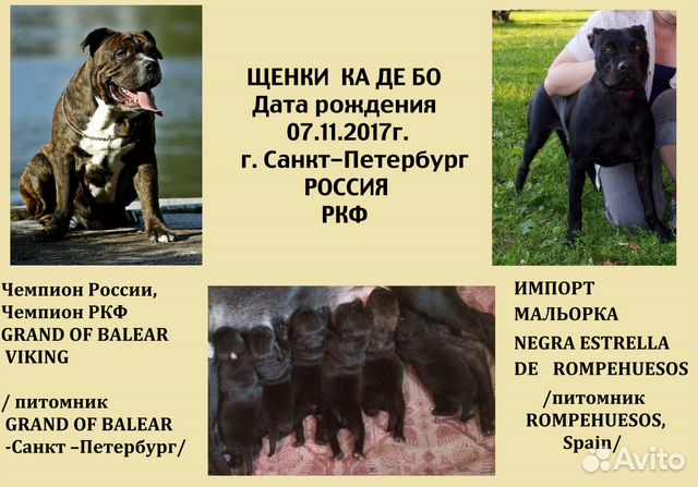Щенки Ка Де Бо (РКФ)