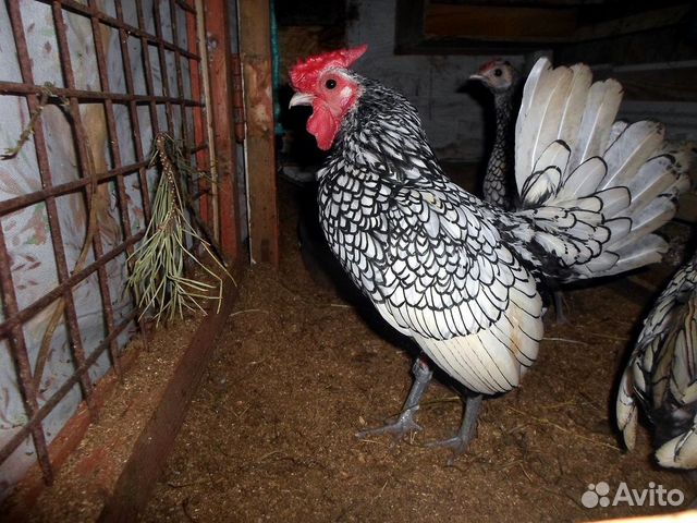 Сибрайт цыплята и инкубационное яйцо