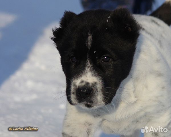 Чудесный алабаюшка