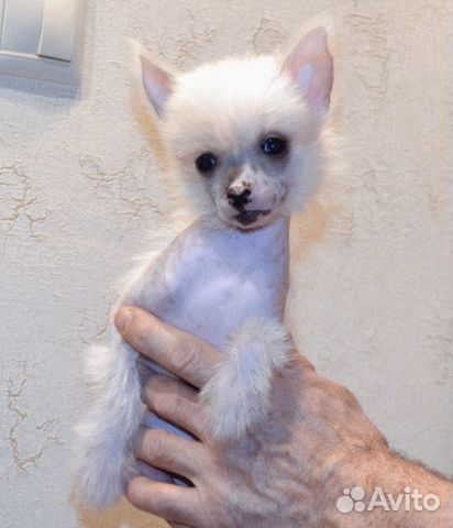 Голышка белоснежка в бронзовый горошек