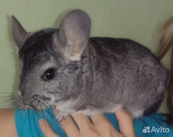 Шиншилла, самец