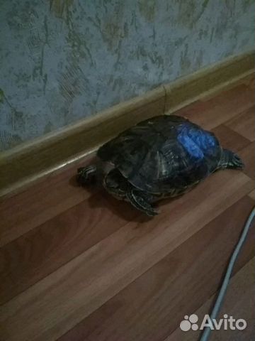Отдам в дар черепаху красноухую