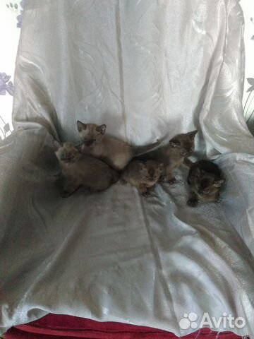 Бурмашки-очаровашки к 8 марта