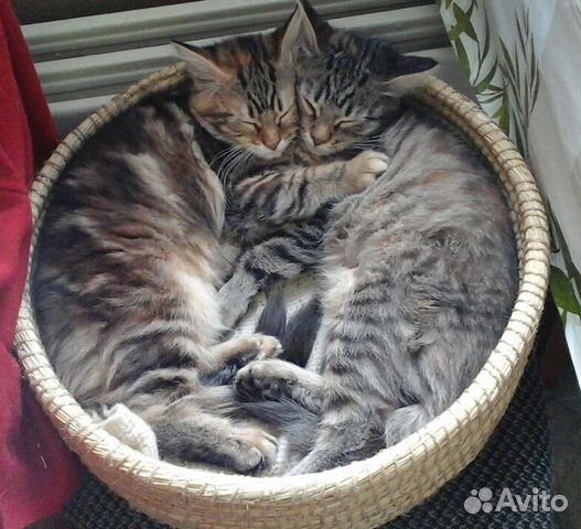 Трехцветные кошечки ищут себе любящих хозяев и дом