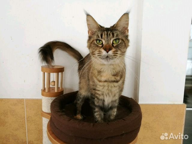 Мейн-кун Рита 2год спасите от усыпления,стерильная