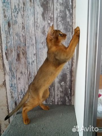 Котёнок абиссинец