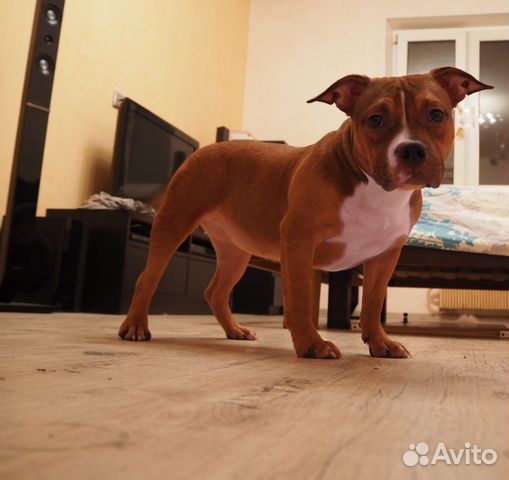 Американский Булли. Подрощенная Девочка. авкс