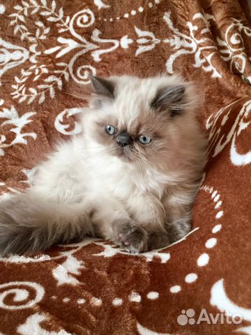 Породистый котёнок персидской породы
