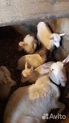 Продаю козлят и козла
