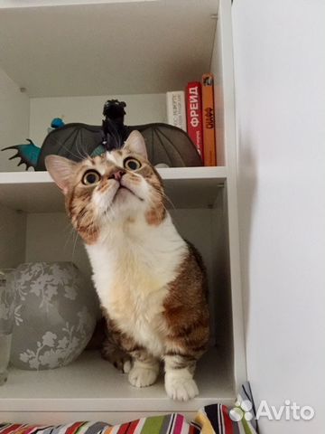 Кот для вязки