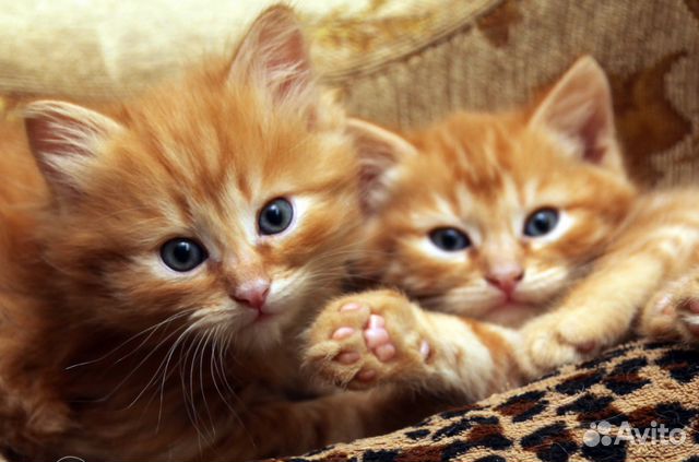 Два симпатичных рыжих мальчика