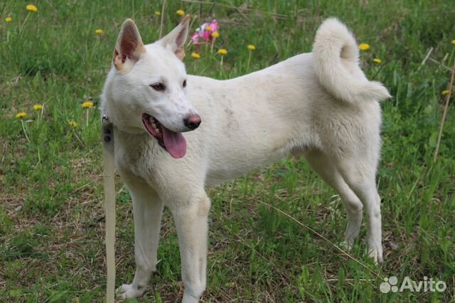 Сахарок ищем хозяина, даем приданное